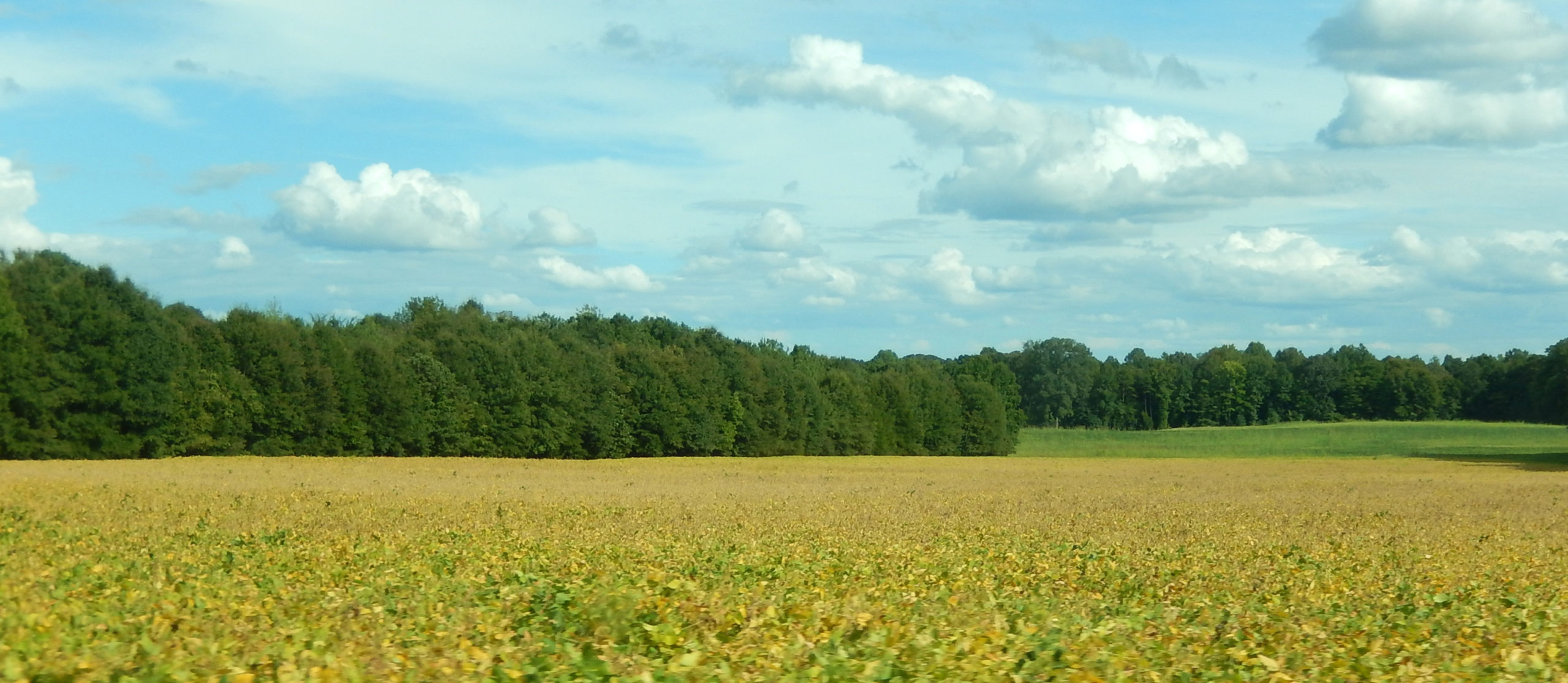 These Parables: Tares in the Field of the Lord - The Center for the ...